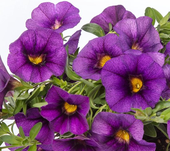 Bloem van Botanicly – Calibrachoa Hybrida Blue – Hoogte: 25 cm | bol.com