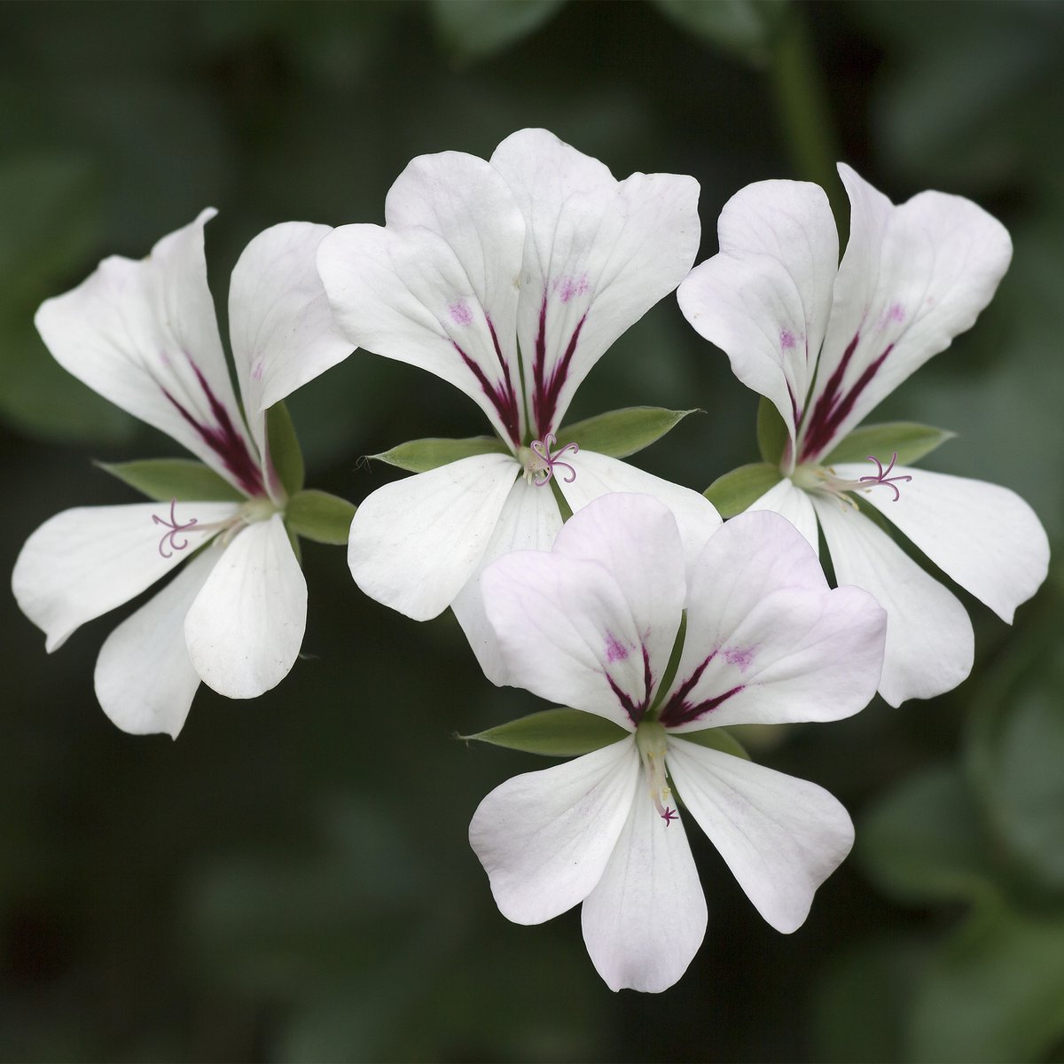 Bloem van Botanicly – Geranium – Hoogte: 25 cm – Pelargonium Peltatum ...