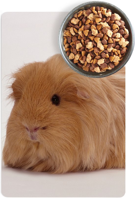 Placemat voerbak - Placemat hond - Placemat kat - Sheltie cavia - 40x60 ...