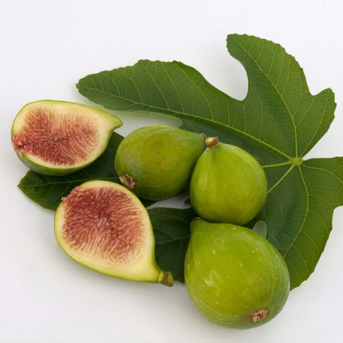 Ficus Carica – Vijgenboom – Fruitboom – Winterhard - ⌀17 cm - 60-70 cm ...