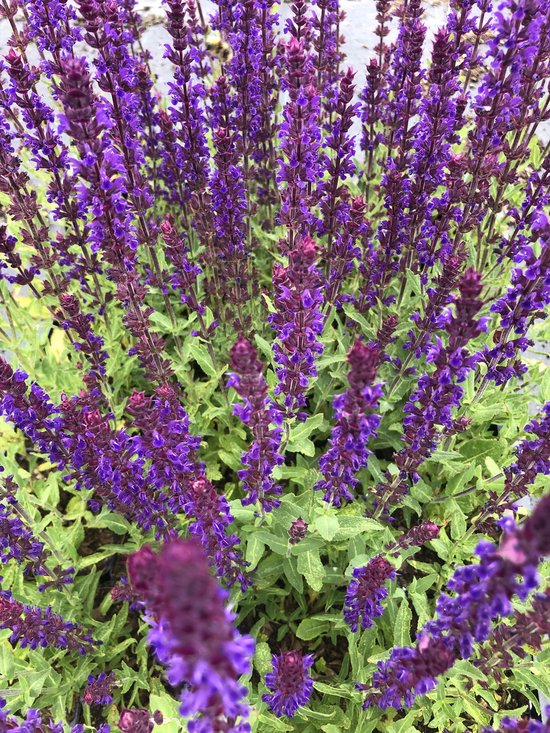 6 x Salvia nemorosa 'Caradonna' - Bossalie in pot 9x9 cm | bol