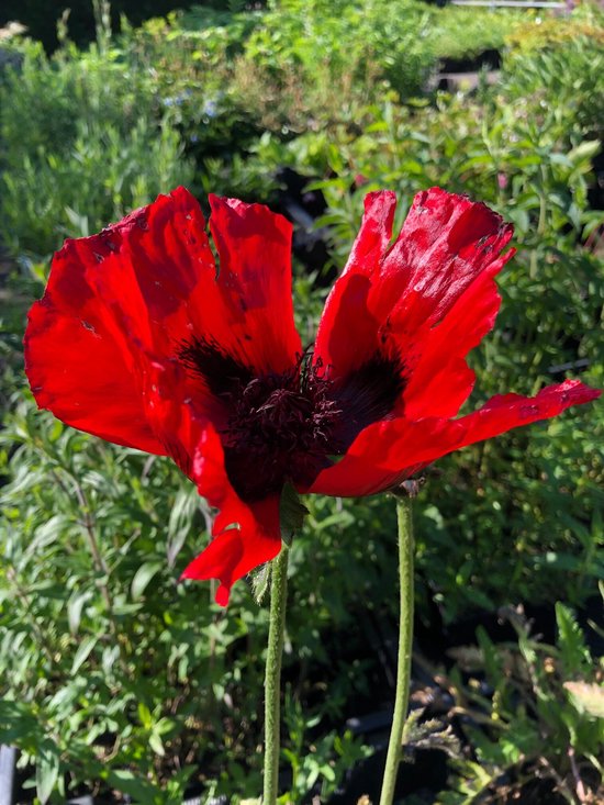6 x Papaver or. 'Beauty of Livermere' - Papaver - P9 Pot (9 x 9cm ...