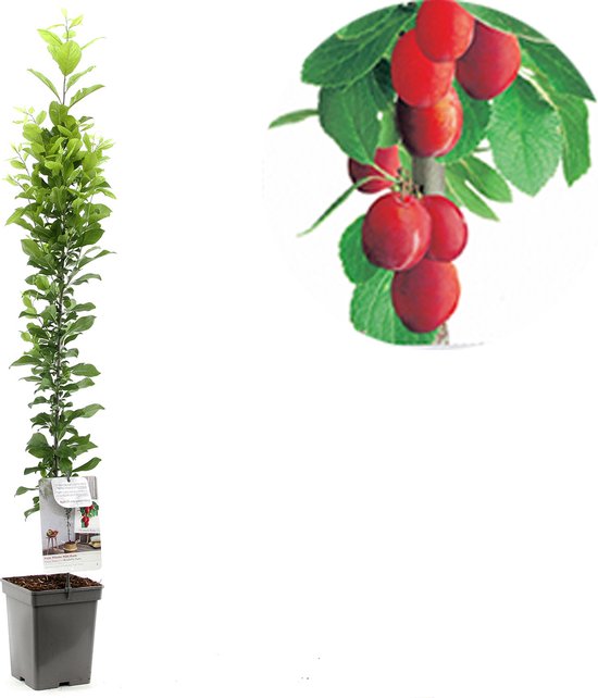 Prunus domestica Mirabelle Ruby | rode pruim | zuilvorm | bol
