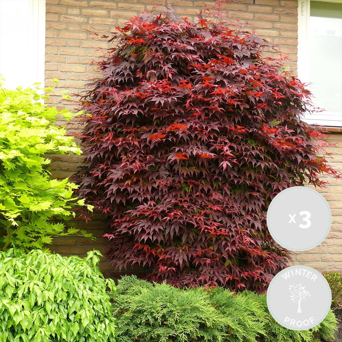 3x Acer palmatum 'Atropurpureum' - Japanse Esdoorn - Heester ...