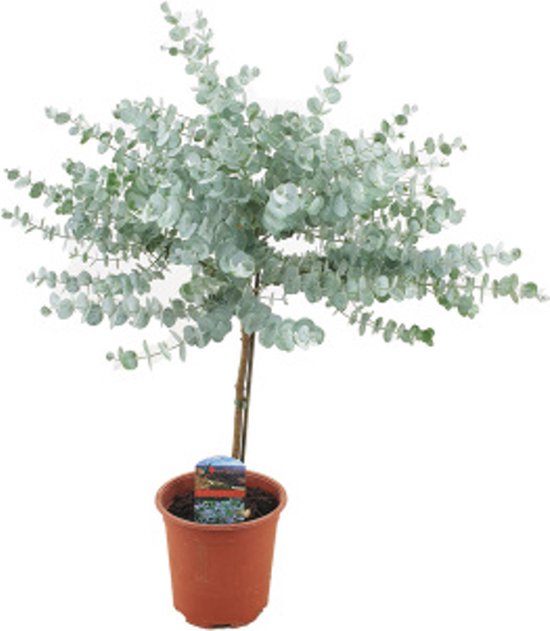 Winterharde Eucalyptus Plant – Eucalyptus Gunni Azura – Voor Binnen en Buiten | bol.com