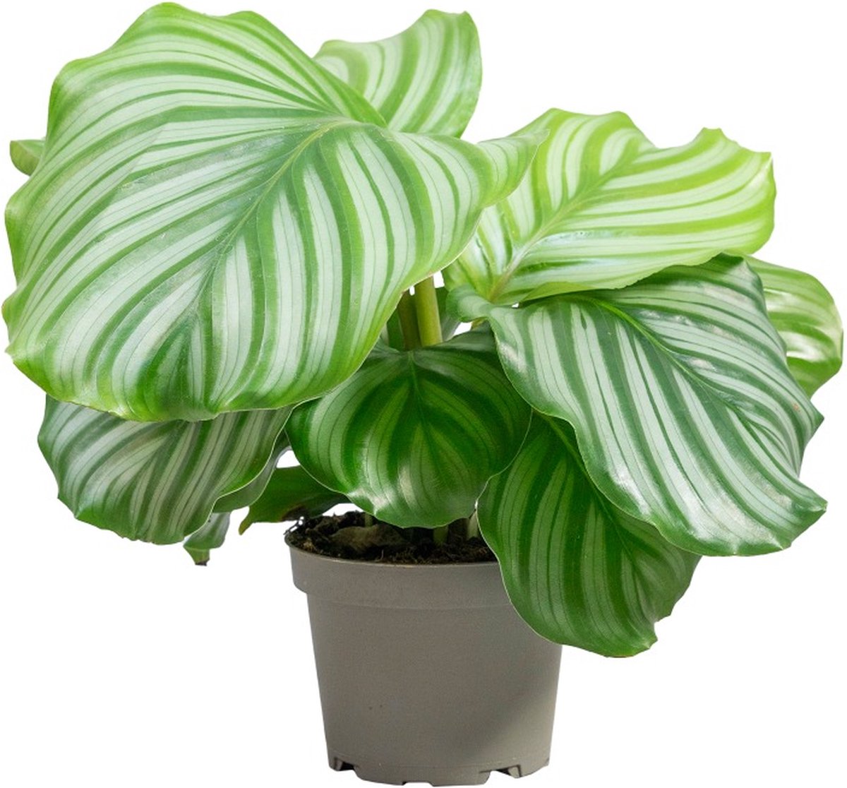 Calathea Orbifolia - Plante d'intérieur - Pot de culture 12 cm ...