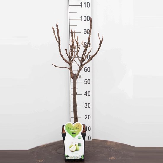 Louisa -Peer Minifruitboom -Zeer compact- Fruitboom- 80 cm hoog ...