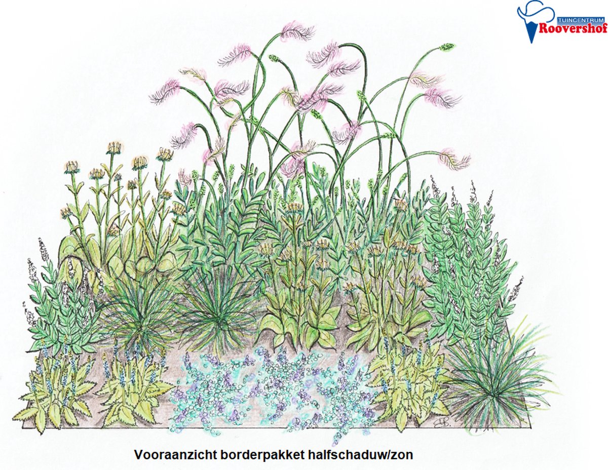 Borderpakket 'Halfschaduw / zon' - 18 vaste planten - 4 m² - gratis ...