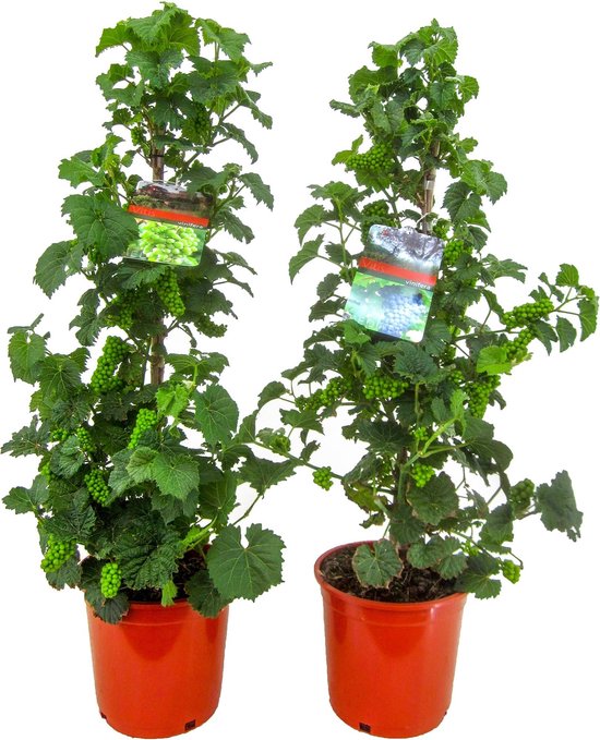 Vitis Finifera (Druivenboom) - Ø21 - ↑90cm | Potplant | bol.com