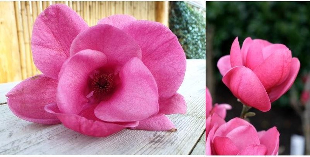 Magnolia 'Watermelon' / Grote helderroze bloemen / Nieuwe variëteit ...