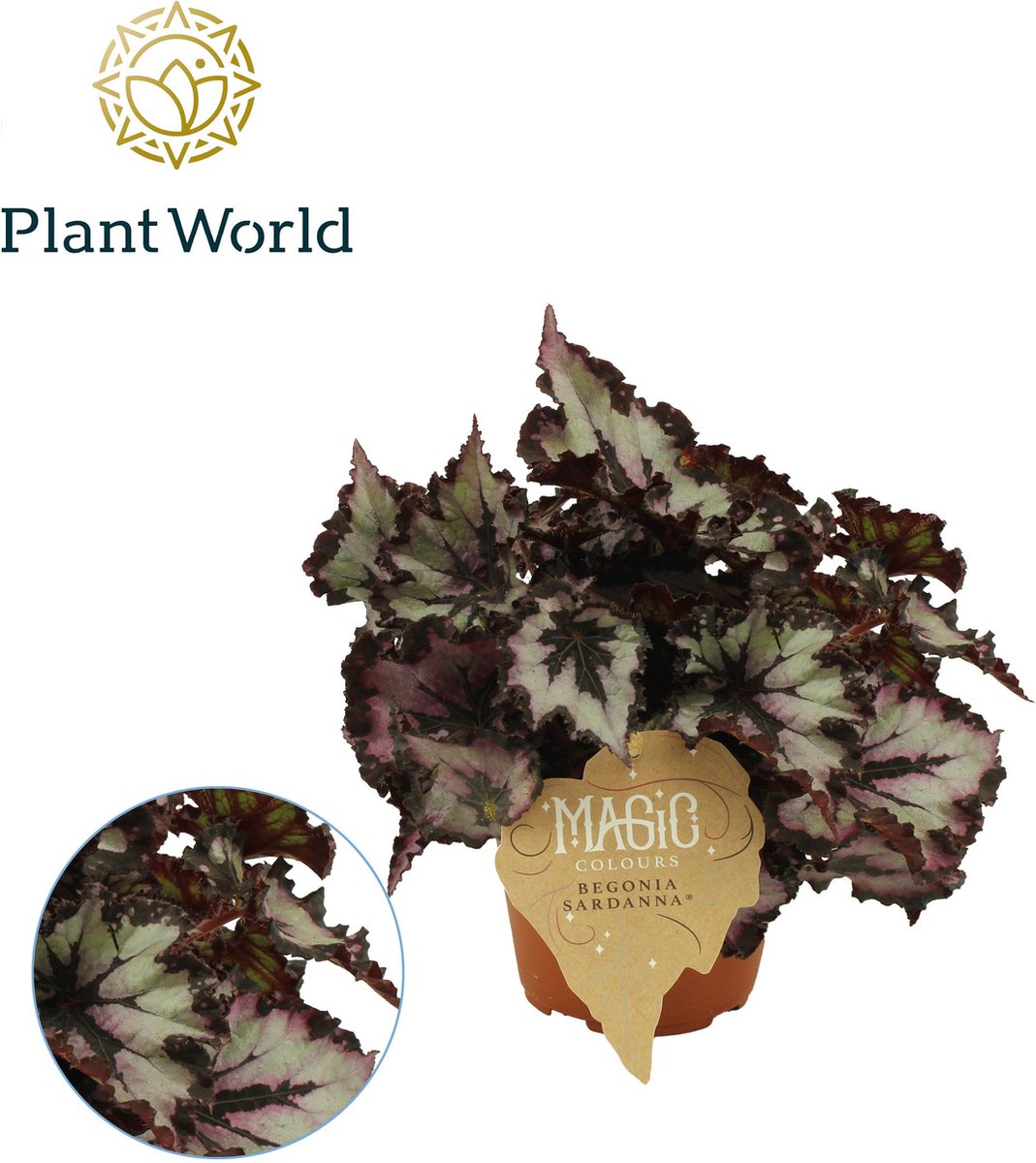 Begonia – Stippenbegonia (Begonia Rex Silver Limbo) – Hoogte: 25 cm ...