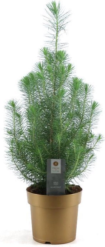 Naaldboom – Den (Pinus) met bloempot – Hoogte: 50 cm – van Botanicly | bol