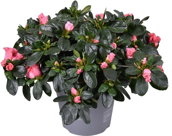 Struiken – Azalea Vogel Luntera (Azalea Vogel Luntera) – Hoogte: 30 cm ...
