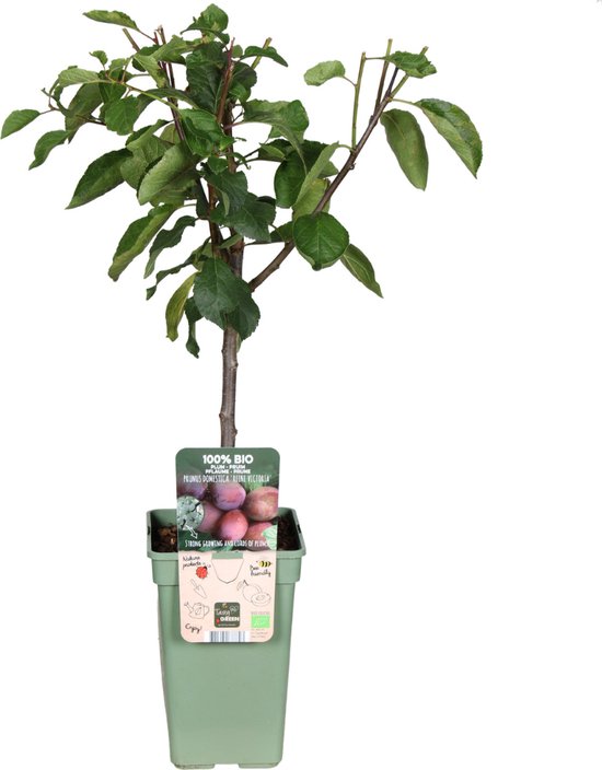 Fruitboom – Pruim plant (Prunus Domestica Reine Victoria) – Hoogte: 70 ...