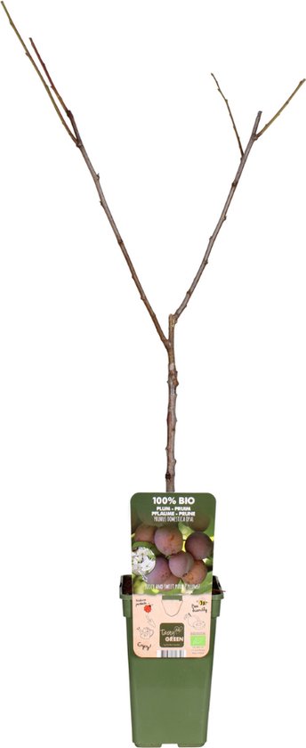 Fruitboom – Pruim plant (Prunus Domestica) – Hoogte: 60 cm – van ...