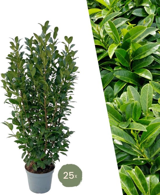 Plants by Frank | 25 Grote Laurierplanten Obelisk voor 10 strekkende ...
