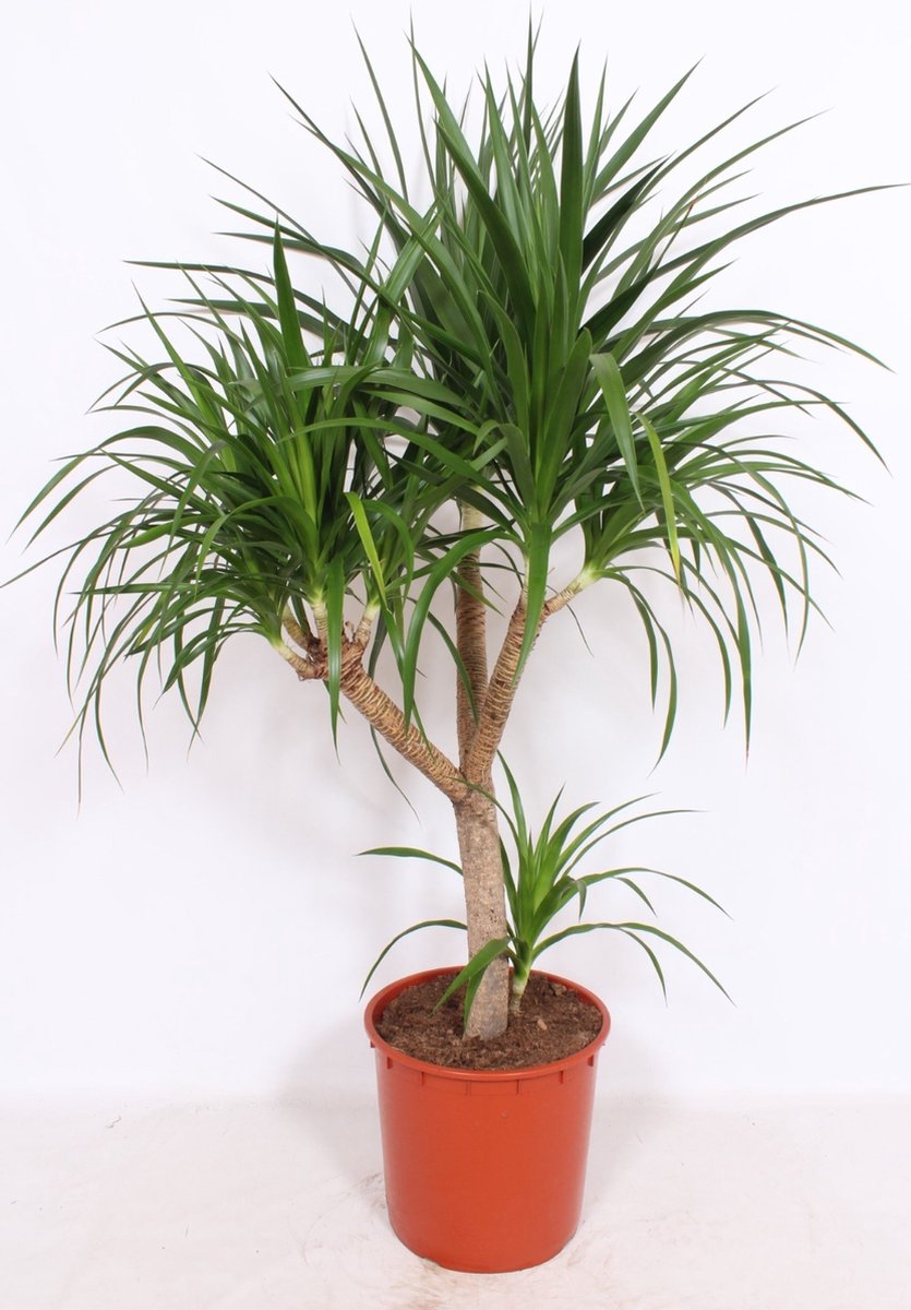 Dracaena Draco - 160cm | bol