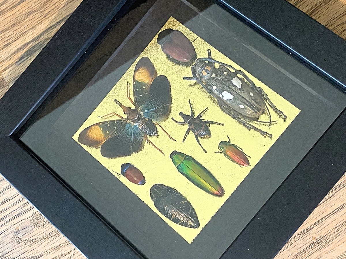 Lijst met echte insecten "Insect Art" - Taxidermie - entomologie | bol