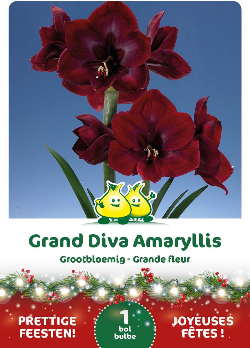 Kerst cadeauverpakking Amaryllis Grand Diva | bol