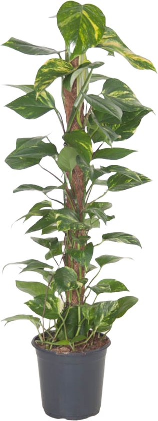 Groene plant – Epipremnum Pinnatum (Epipremnum Pinnatum) met bloempot ...