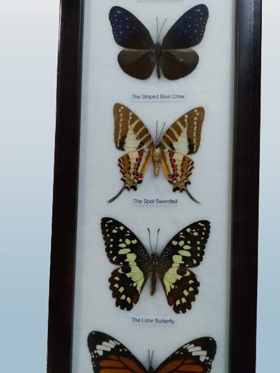vlinder-vlinders-insect-insecten-opgezette vlinders-vlinders in lijst ...