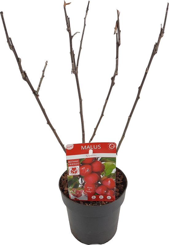 Fruitboom – Appel plant (Malus Appletini) – Hoogte: 10 cm – van ...