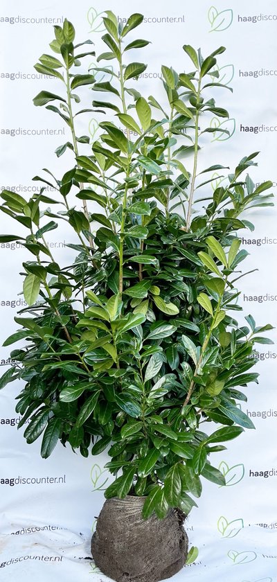 Laurier Novita haag - Prunus Laurocerasus 160 - 180 cm hoog - Gezonde ...