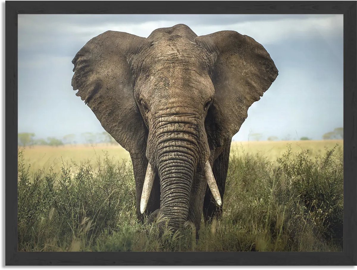 Poster Olifant Rechthoek Horizontaal Met Lijst XL (70 X 50 CM) - Zwarte ...