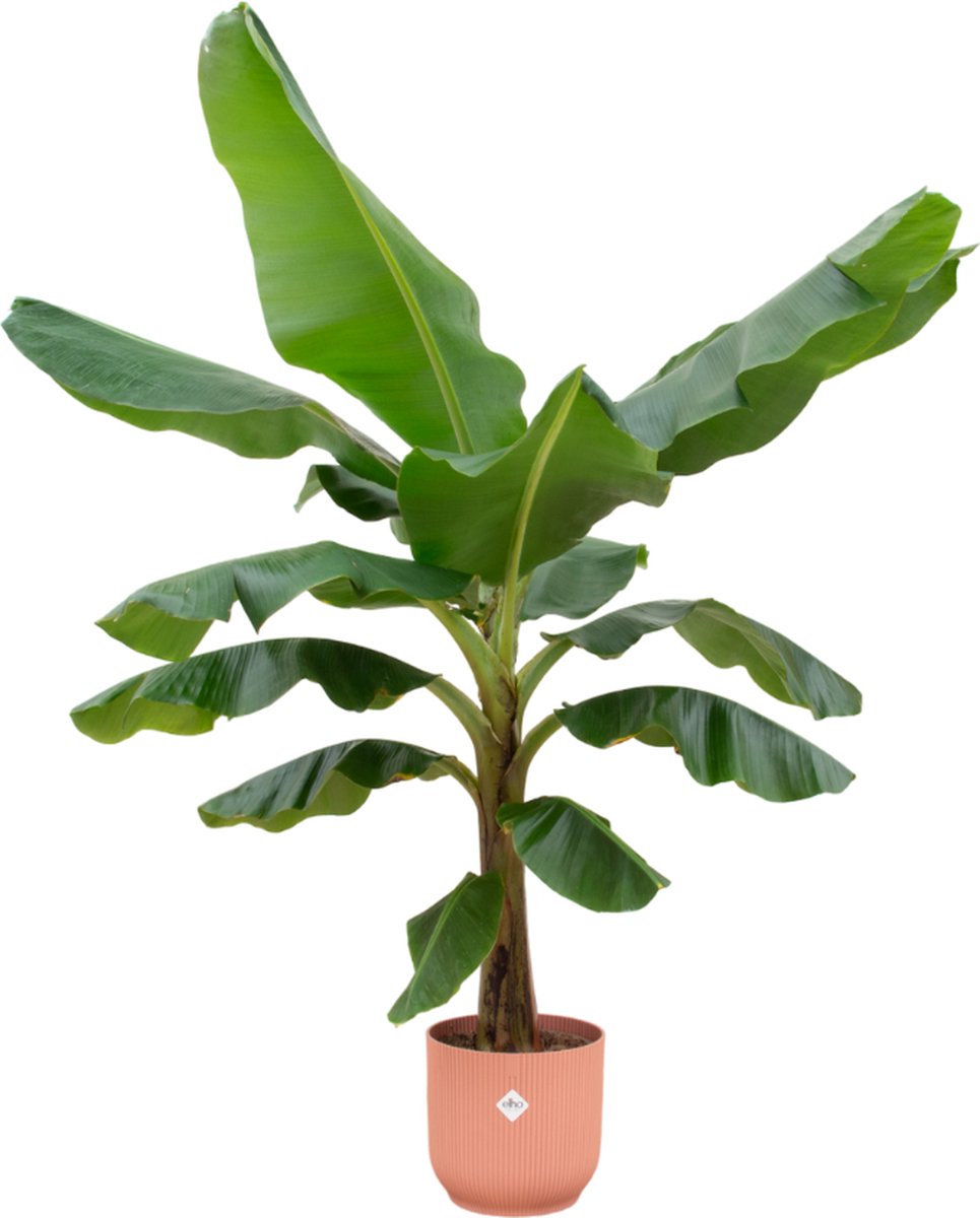 Bananenplant – Bananen plant (Musa) met bloempot – Hoogte: 180 cm – van ...