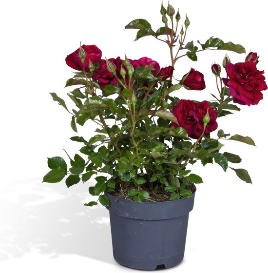 Roos – Rose (Rosa) – Hoogte: 45 cm – van Botanicly | bol