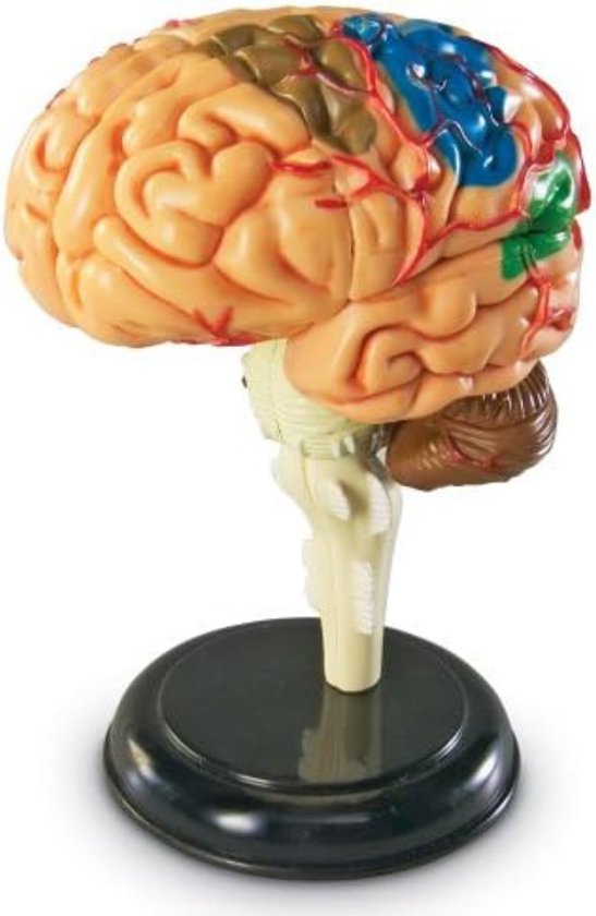 Anatomie Model - Anatomisch Model | bol