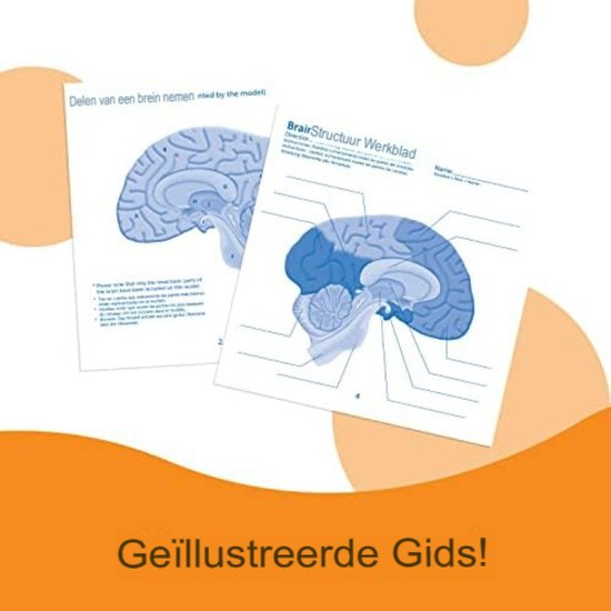 Anatomie Model - Anatomisch Model | bol