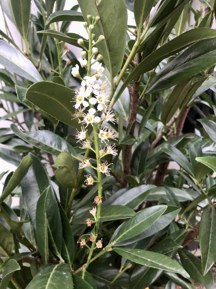 Prunus laurocerasus 'Caucasica' - Laurierkers 175-200 cm in kluit | bol
