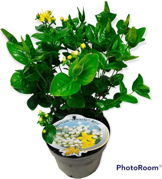 Hypericum Miracle Blizz C2 cm | bol