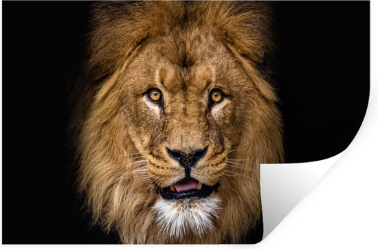 Muurstickers - Sticker Folie - Leeuw - Portret - Zwart - Dieren - 120x80 cm -... | bol
