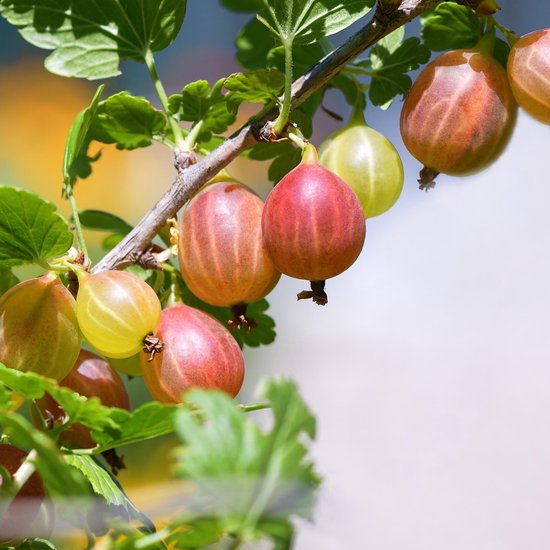 Rood fruit planten mix - set van 4 fruitplanten: roze bosbes, rode ...
