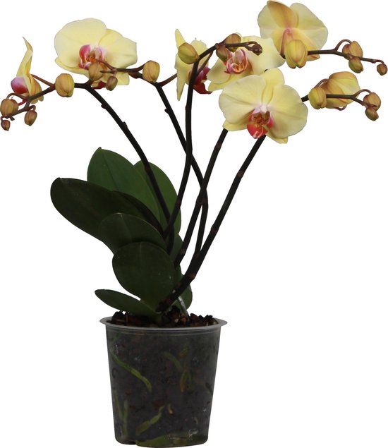 Orchidee | Original Orchids Geel | bol
