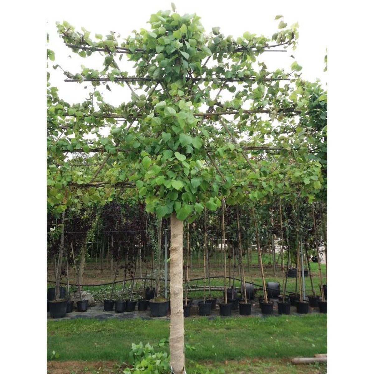 Leilinde | Tilia europea Pallida - in pot | Stamomtrek: 12-14 cm ...