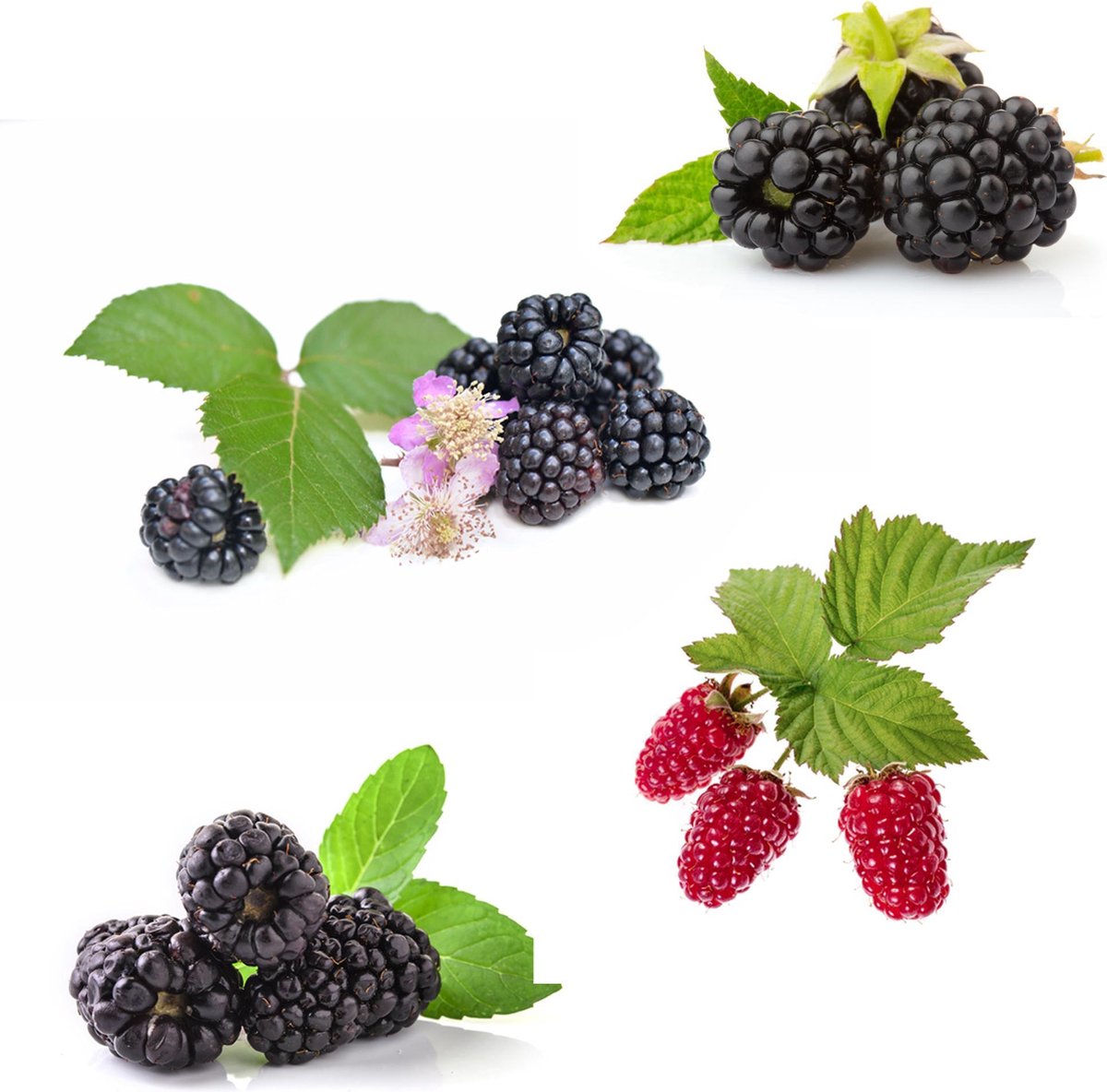 Bramen fruitplanten mix - set van 4 verschillende bramen - hoogte 50-60 ...