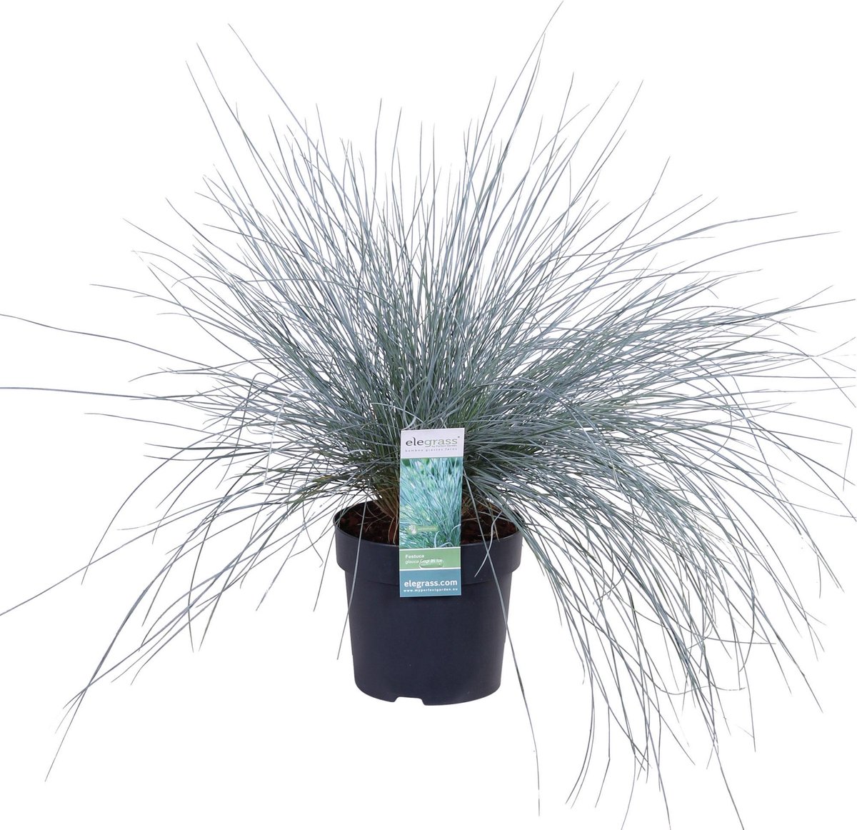bol.com | Festuca Glauca Cool as Ice - Schapengras blauw - Set van 2 ...