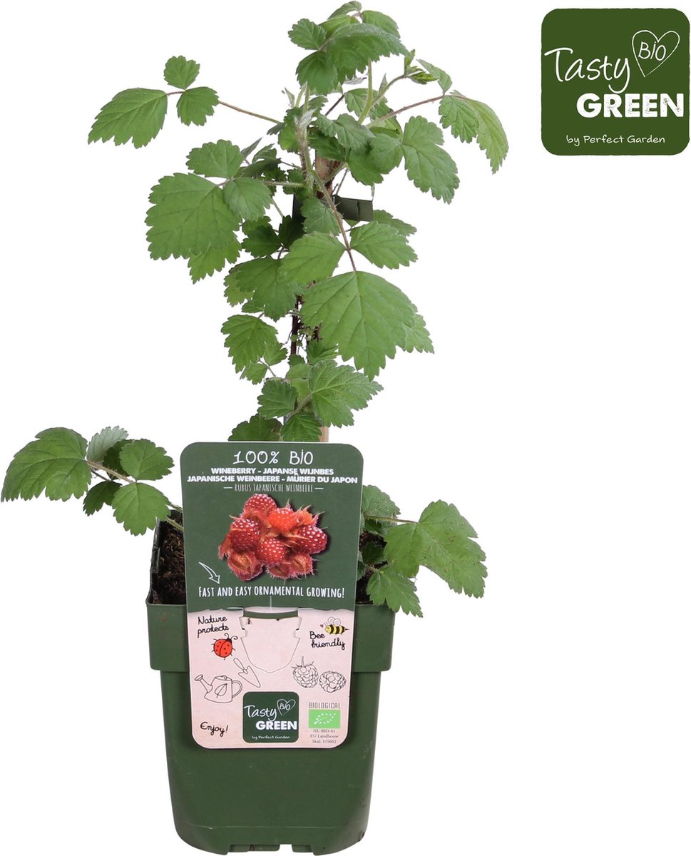 Rubus phoenicolasius - Japanse wijnbes - BIO fruitplant | bol.com