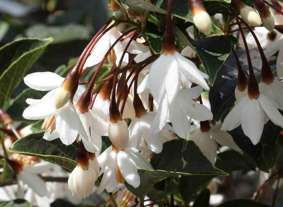 Styrax jap. 'Evening Light' - 40-60 cm | bol.com