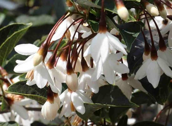 Styrax jap. 'Evening Light' - 40-60 cm | bol.com