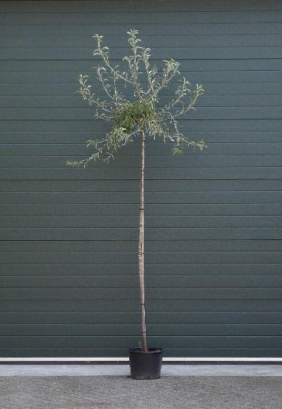 Bomenbezorgd.nl - Boom - Wilgbladige Treur Sierpeer laagstam ...