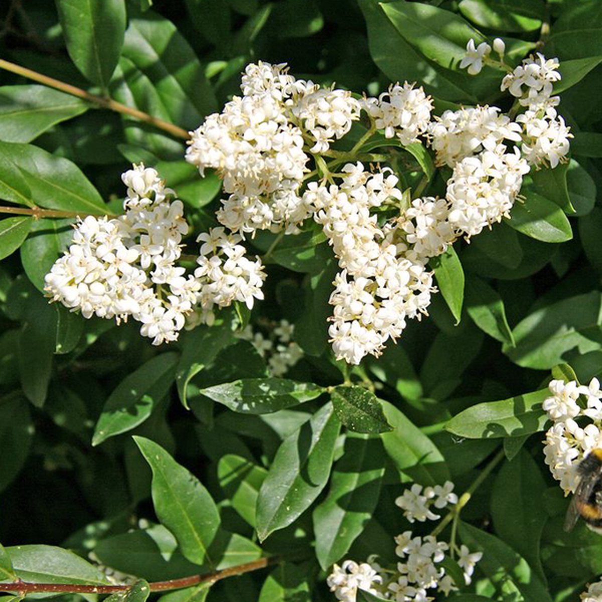 Liguster - Ligustrum vulgare - 60-80 cm | bol.