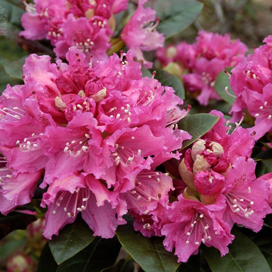 Rhododendron 'Rocket' - 40-50 cm | bol