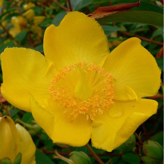 Herfsthooi - Hypericum 'Hidcote' 20-25 cm | bol