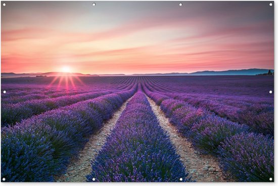 Lavendel Bluten Hangen