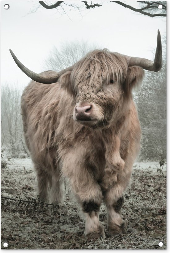 Tuinposters buiten Schotse Hooglander - Bos - Mist - Koe - Dieren - Natuur - 60x90 cm... | bol