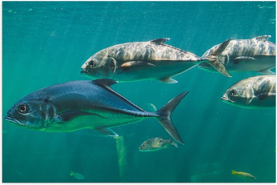 Poster Glanzend – Groep vissen zwemmen door de zee heen - 120x80 cm ...